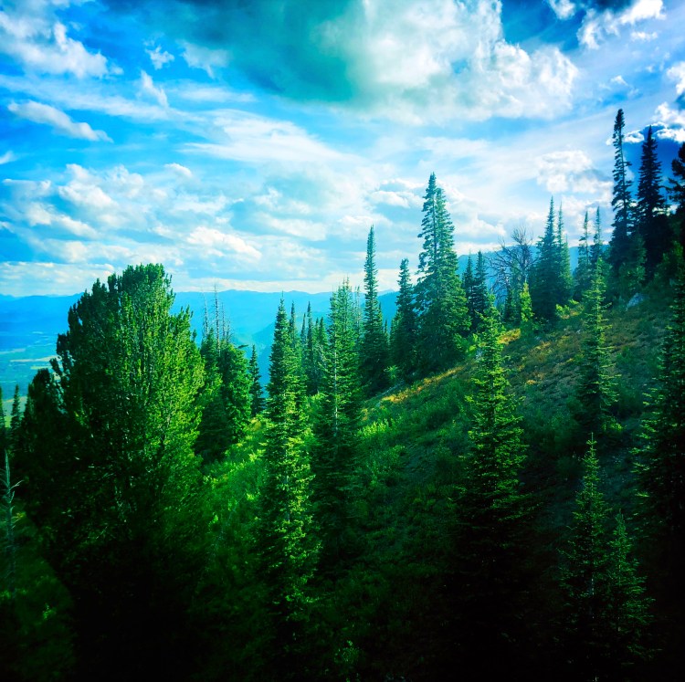 PROSPECT LANDSCAPE ARCHITECTURE – PLLC